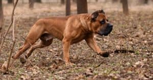 Boerboel Progression: Growth Chart, Milestones, and Training Tips - A-Z ...