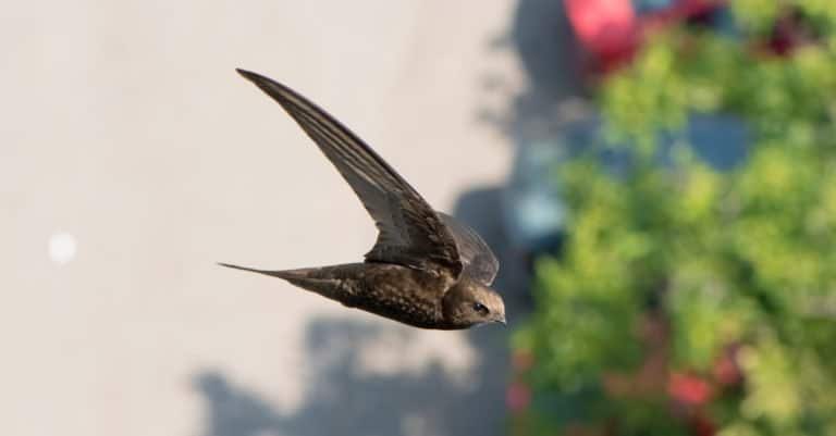 The 10 Fastest Birds Soaring Today's Skies - A-Z Animals