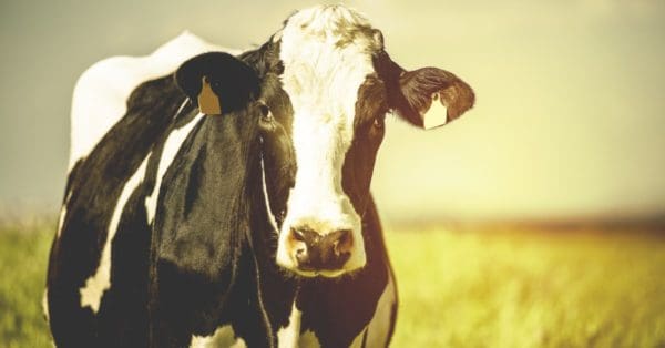 Cow Lifespan: How Long Do Cows Live? - A-Z Animals