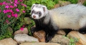 Are Ferrets Rodents? - A-Z Animals