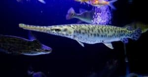Florida Gar Fish Facts - Lepisosteus platyrhincus - A-Z Animals