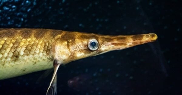 Florida Gar Animal Facts - Lepisosteus platyrhincus - A-Z Animals