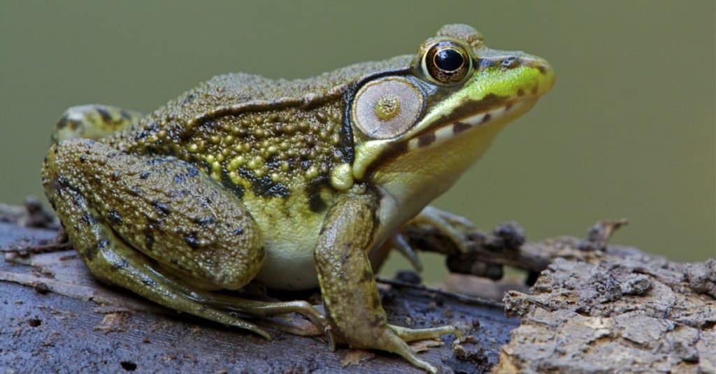 Green Frog Animal Facts - Lithobates clamitans - A-Z Animals