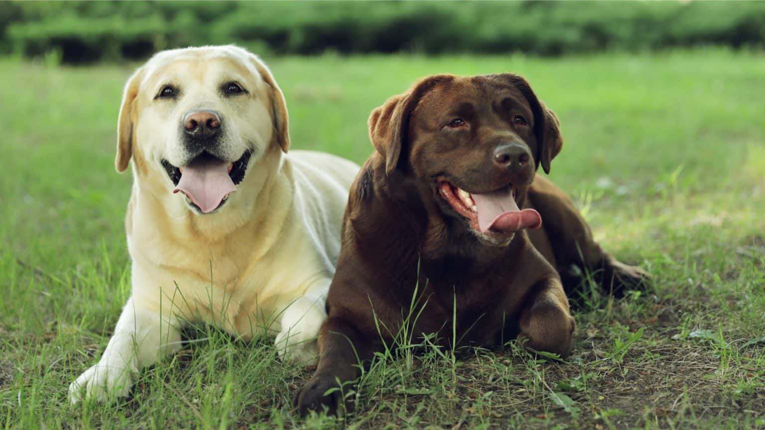 11 Reasons Labrador Retrievers Are the Perfect Family Dog - A-Z Animals