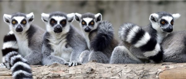Lemur Animal Facts - Lemur Catta - A-Z Animals