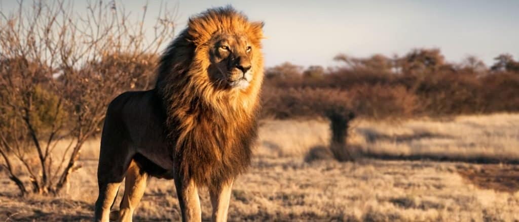 Wildlife in Senegal - Types of Senegalese Animals - A-Z Animals