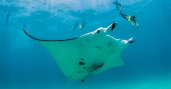 Manta Rays: Gentle Giants of the Sea - A-Z Animals