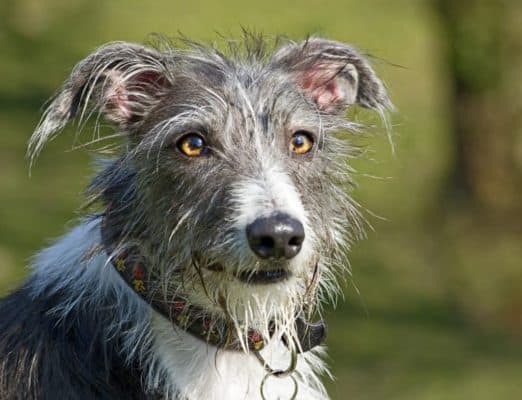 Mongrel Animal Facts - Canis lupus familiaris - A-Z Animals