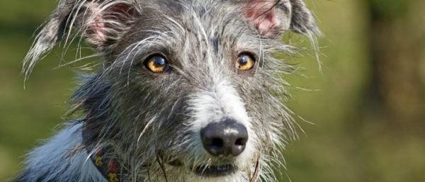 Yellow Dog Breeds That Stand Out in Any Park (and What You Should Name ...
