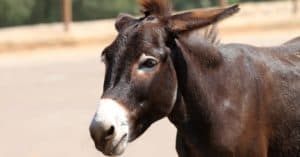 Hinny vs. Mule: Are They Different? - A-Z Animals