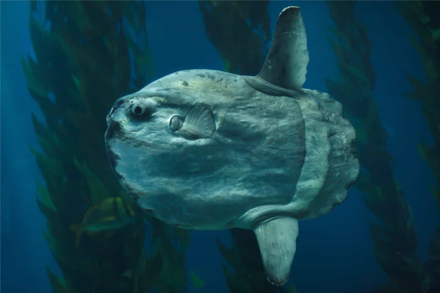 What Do Sunfish Eat? - A-Z Animals