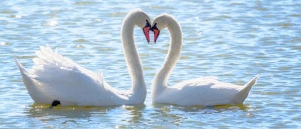 Swan vs Duck: 5 Key Differences - A-Z Animals