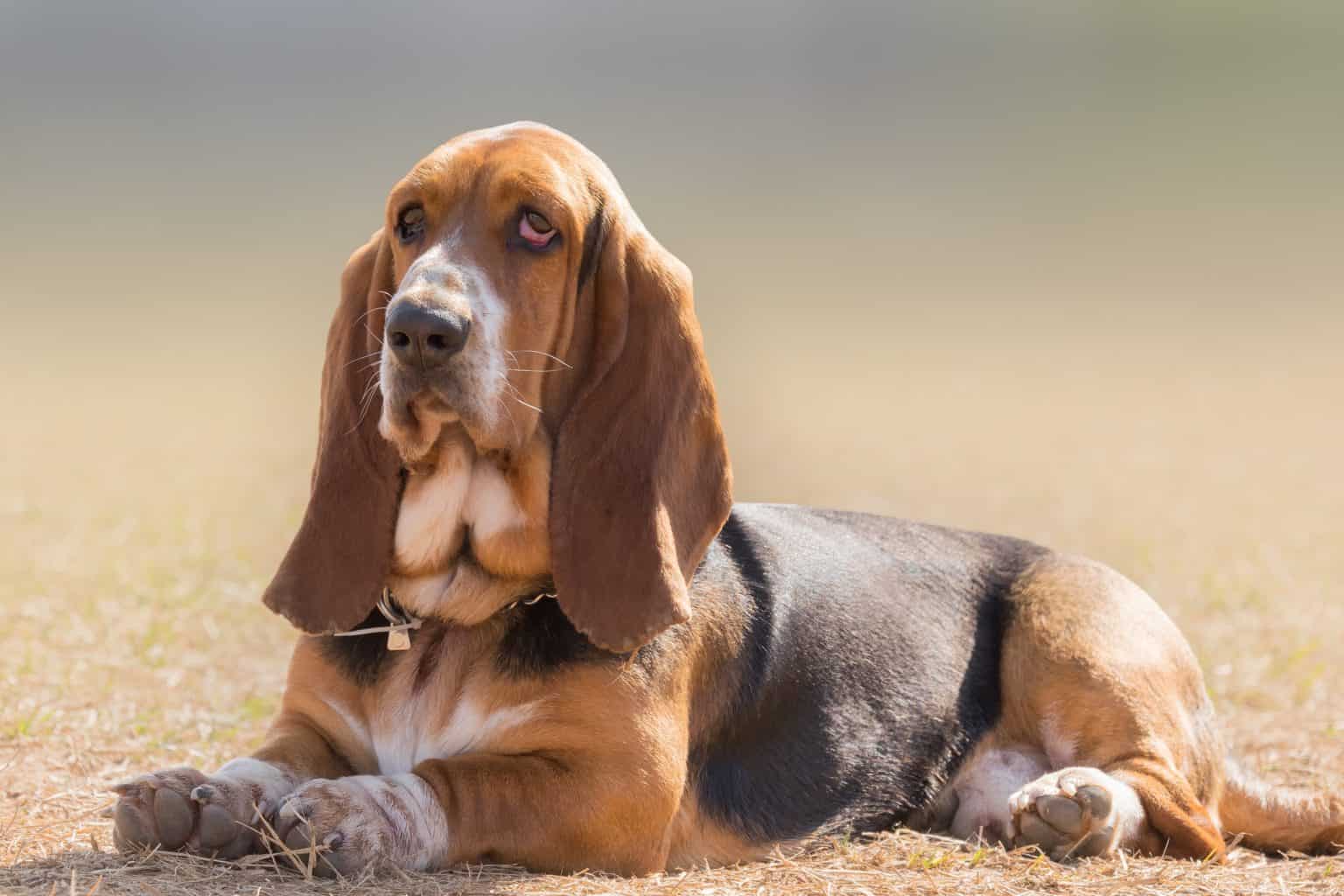 Basset Hound Colors: Rarest to Most Common - A-Z Animals