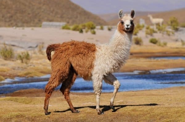 The 16 Animals with the Absolute Longest Legs - A-Z Animals