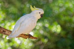 Cockatoo - A-Z Animals