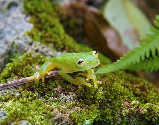 10 Interesting Facts About Glass Frogs - A-Z Animals
