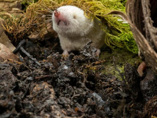 Shrew Animal Pictures | A-Z Animals