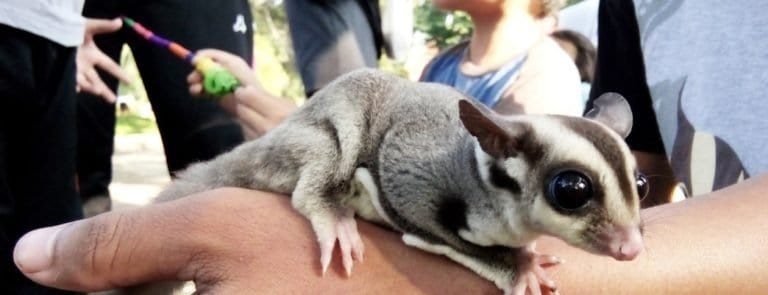 The World's Top 10 Non-Traditional Pets - A-Z Animals