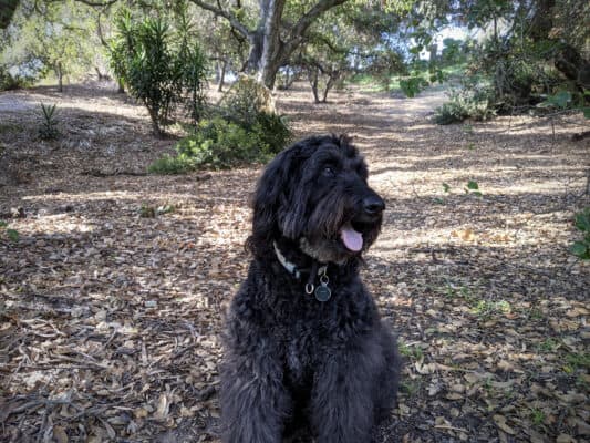 Newfypoo Animal Facts - Canis lupus familiaris - A-Z Animals