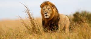 Wildlife in Cameroon - Types of Cameroonian Animals - A-Z Animals