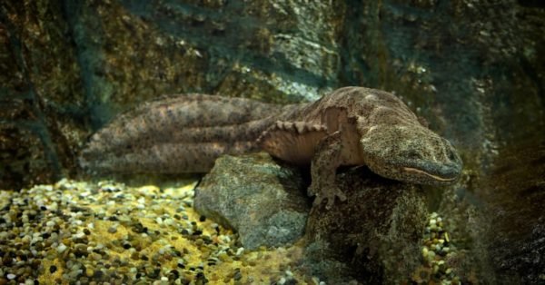 The 5 Largest Amphibians in the World - A-Z Animals