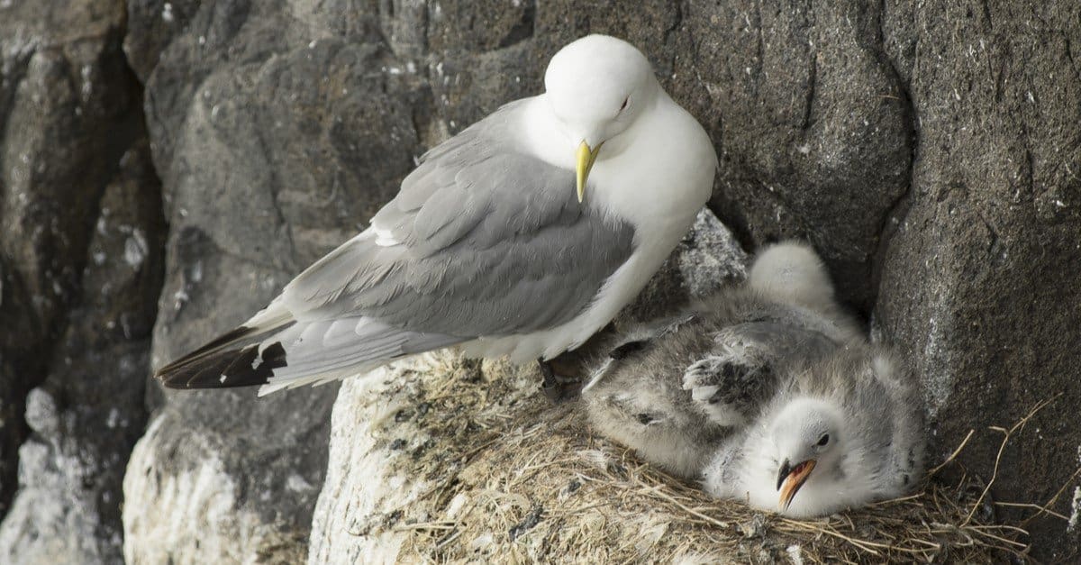 12 Incredible Types of Sea Birds to Watch for at the Beach - A-Z Animals