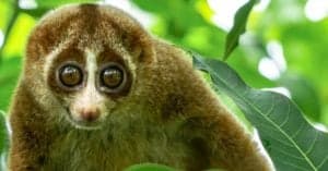 Loris Animal Facts - Lorisidae - A-Z Animals