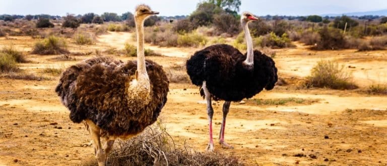 The 10 Least Intelligent Animals in the World (2025 Edition) - A-Z Animals