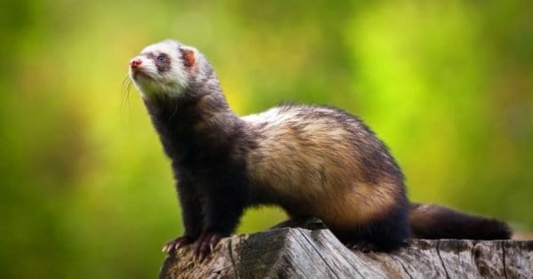 Are Ferrets Rodents? - A-Z Animals