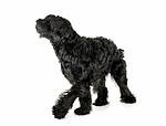 Giant Schnoodle - A-Z Animals
