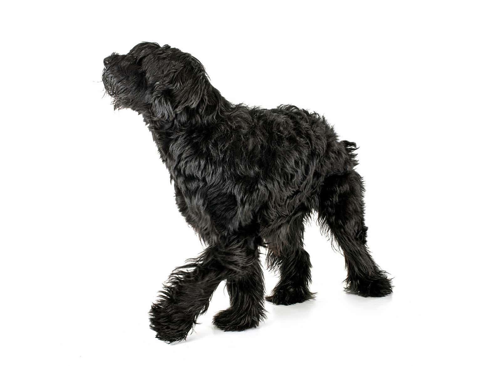 Schnoodle Size Chart: Full Grown Size and Milestones - A-Z Animals