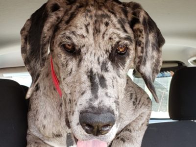 Great Danoodle Dog Breed Complete Guide | AZ Animals