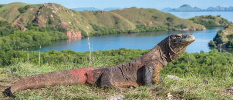 Wildlife in Indonesia - Types of Indonesian Animals - A-Z Animals