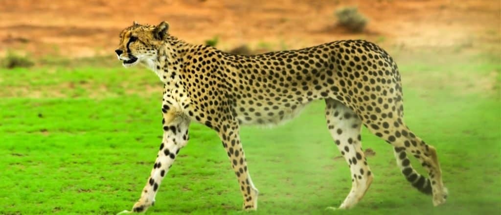 Wildlife in Iran - Types of Iranian Animals - A-Z Animals