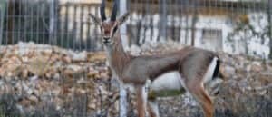 Gazelle Animal Facts - Gazella gazella - A-Z Animals
