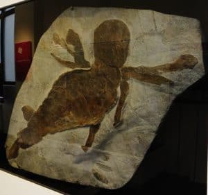 The 10 Biggest Animals That Ever Walked the Earth - A-Z Animals