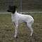 Japanese Terrier Animal Facts - Canis lupus familiaris - A-Z Animals