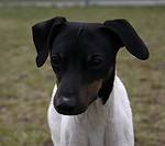 Japanese Terrier Animal Facts - Canis lupus familiaris - A-Z Animals