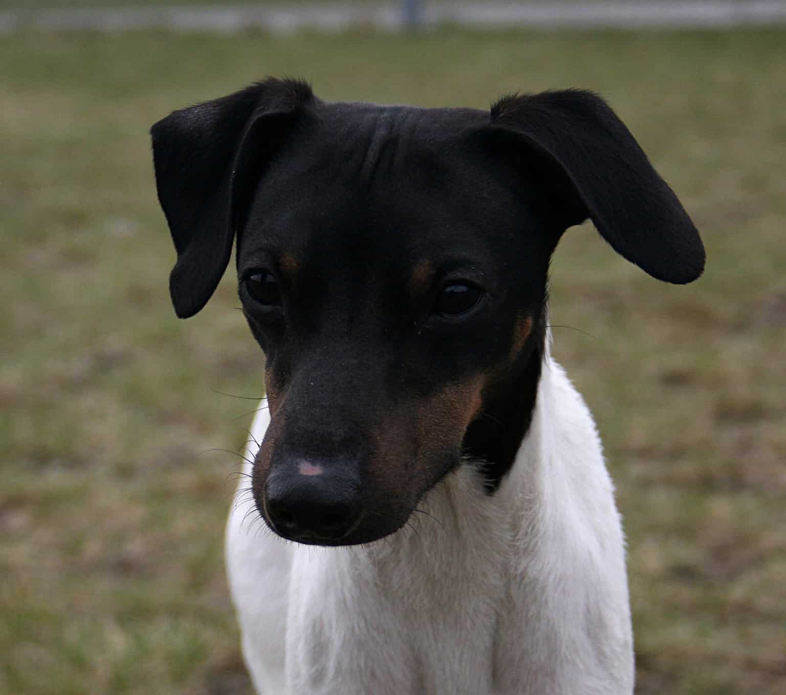 Japanese Terrier Animal Facts - Canis lupus familiaris - A-Z Animals