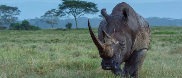 Wildlife in Lesotho - Types of Basotho Animals - A-Z Animals