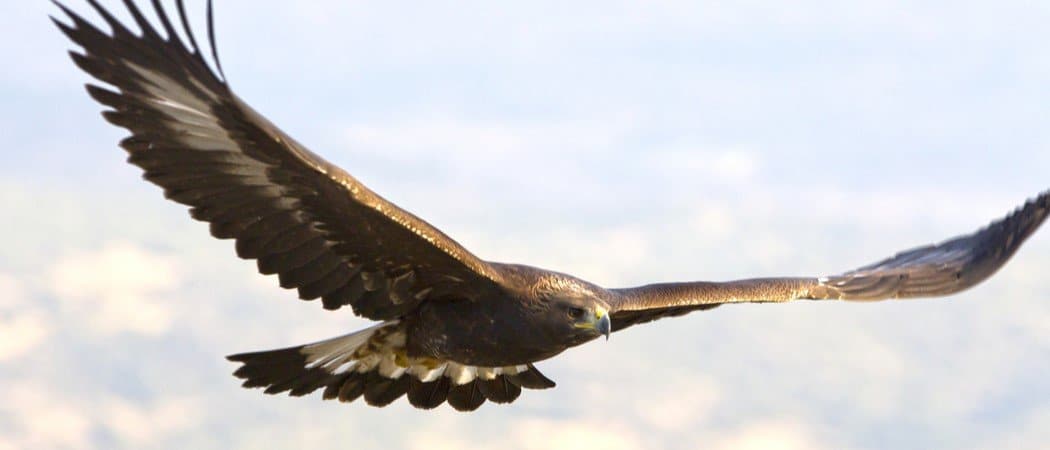 Wildlife in Mexico - Types of Mexican Animals - A-Z Animals