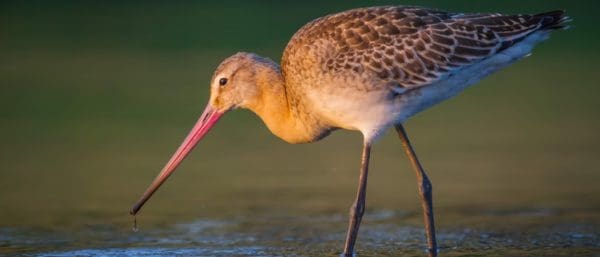 Wildlife in Netherlands - Types of Dutch Animals - A-Z Animals