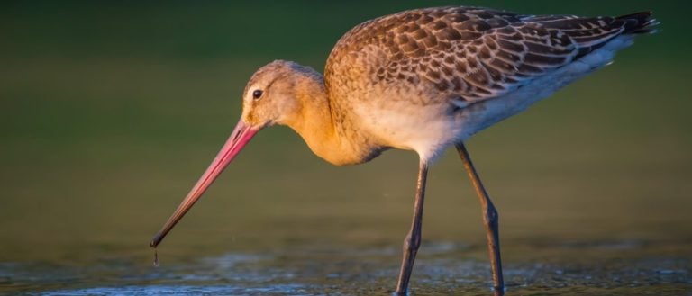 Wildlife in Netherlands - Types of Dutch Animals - A-Z Animals