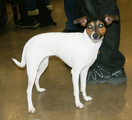 Japanese Terrier Animal Facts - Canis lupus familiaris - A-Z Animals