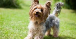 9 Common Health Problems Seen in Yorkies - A-Z Animals