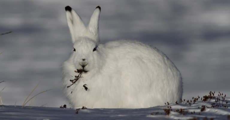Arctic Hare Animal Facts - Lepus Arcticus - A-Z Animals