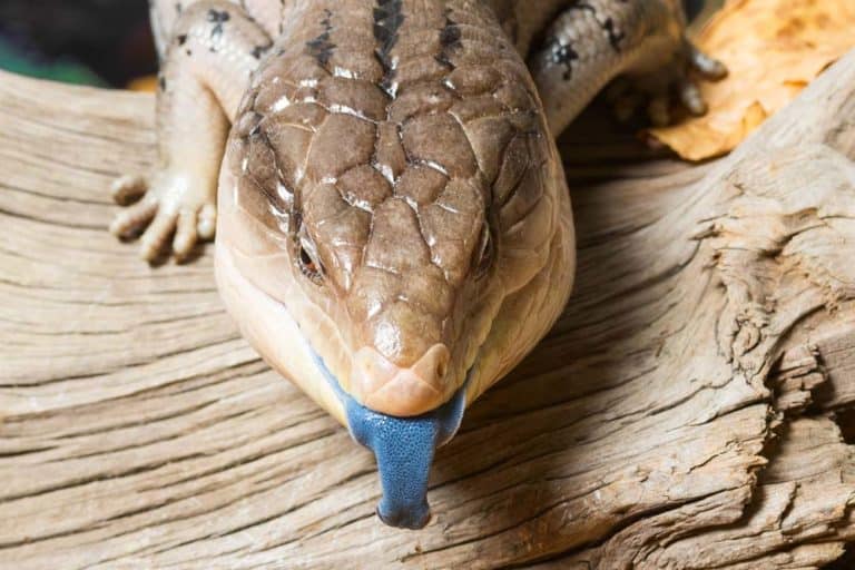 Laziest Animals on Earth: Top 15 | Lazy Animals | AZ Animals