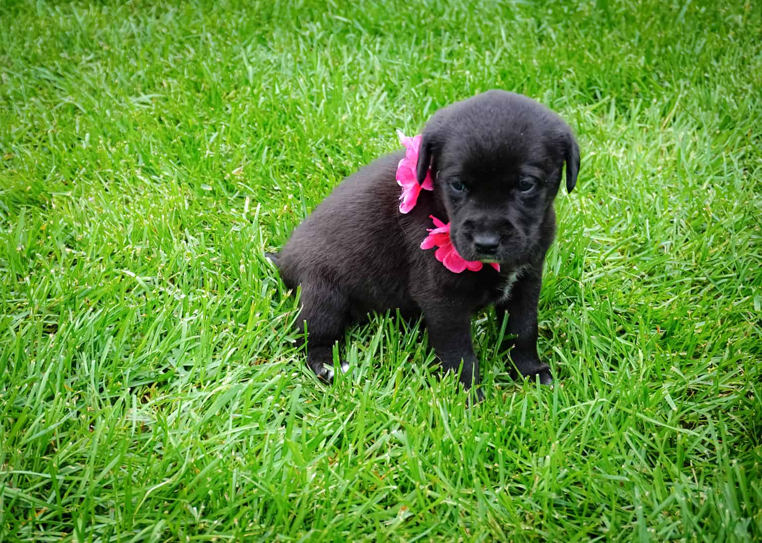 Dalmador Dog Breed Complete Guide - A-Z Animals