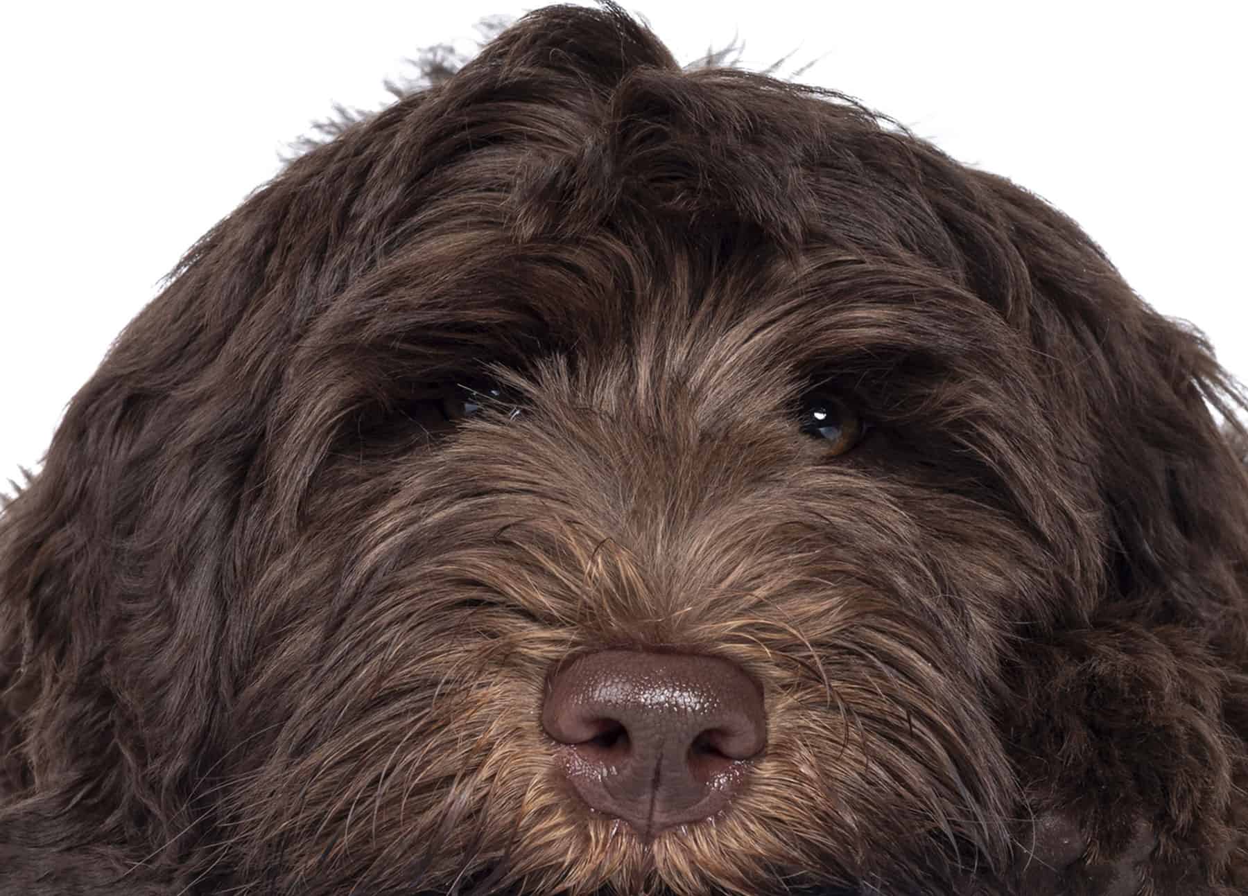 Newfypoo Animal Facts - Canis lupus familiaris - A-Z Animals