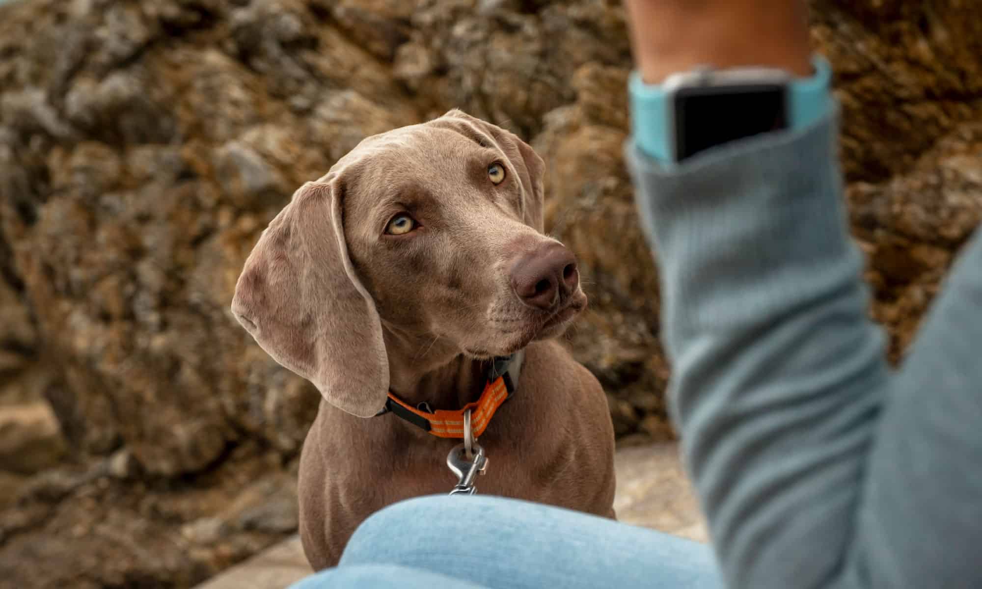 The 7 Most Common Health Problems in Weimaraners - A-Z Animals